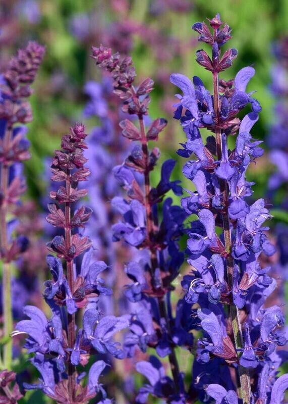 Perennial Sage 'Salvia Dark Matter' 1 gal