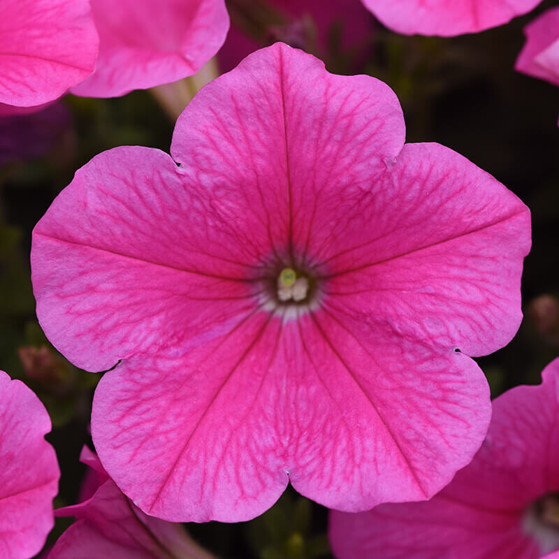 Wave Petunia - 4" Easy Wave Pink Cosmo