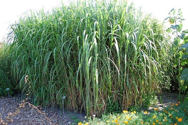 Giant Maiden Grass - Miscanthus Giganteus