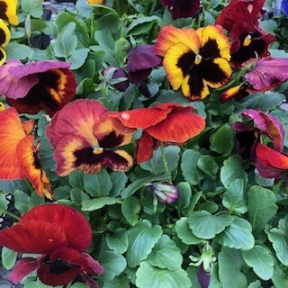 Pansy - Solar Flare 3 Cell Pack