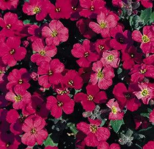 Rock Cress 'Aubrieta Glacier Red' 4"