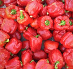 Pepper - Red Knight 2 cell pack