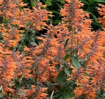 Hyssop 'Agastache Honeysticks Ember' - 1 gal
