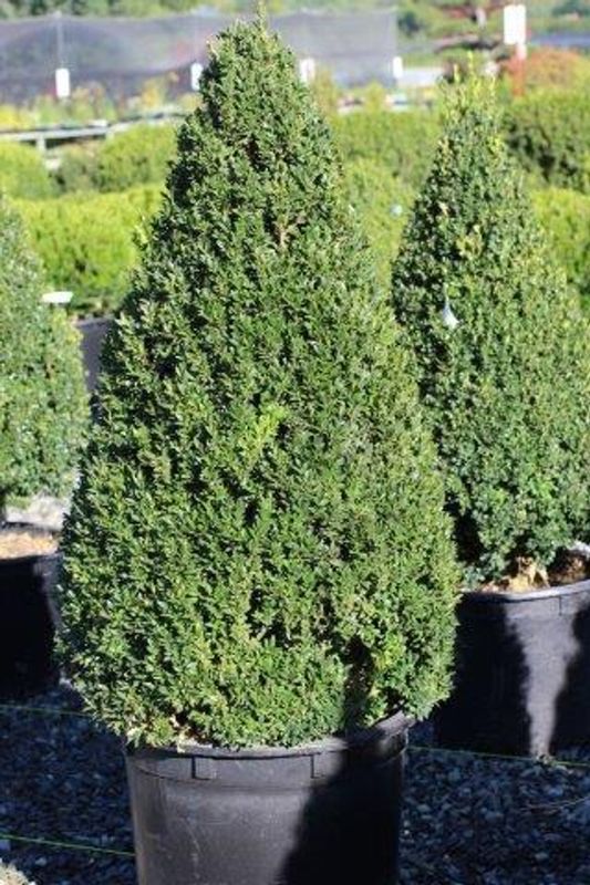 Boxwood 'Green Mountain Cone' - 70cm 7 gal
