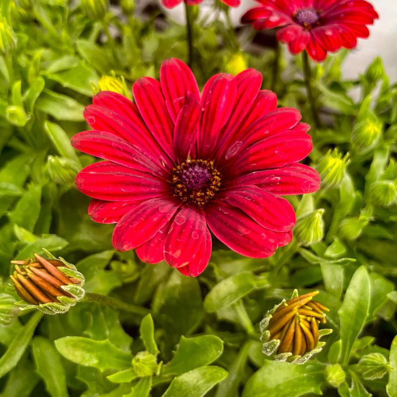 Osteospermum 'Serenity Red' 4"