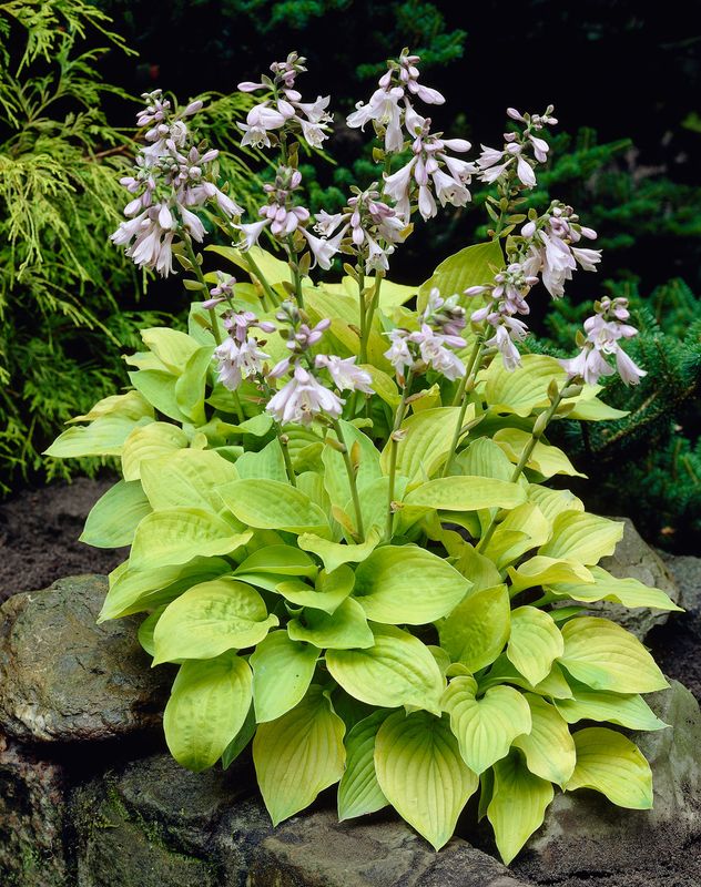 Hosta 'August Moon' - 2gal