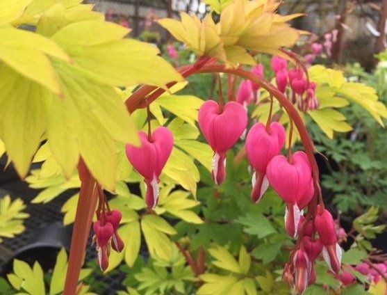 Bleeding Heart 'Ruby Gold' - 1 gal