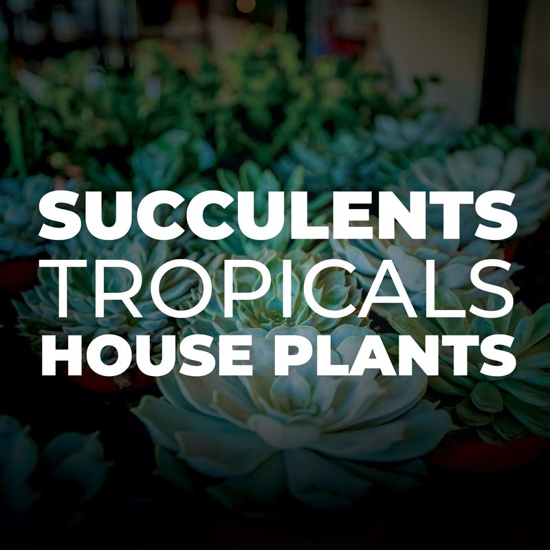 Succulents/ Ferns/ House Plants