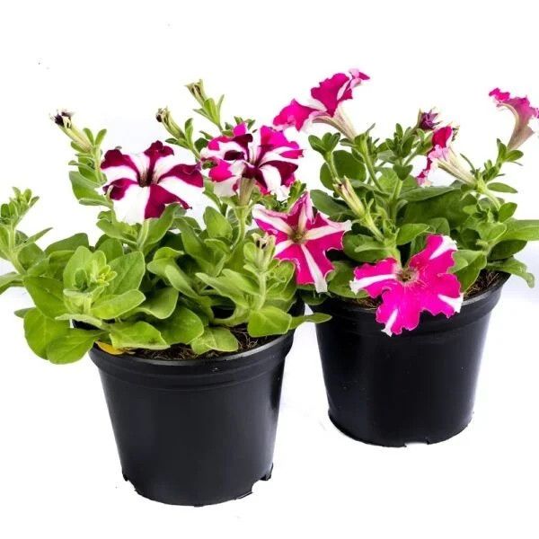 6" Assorted Petunia