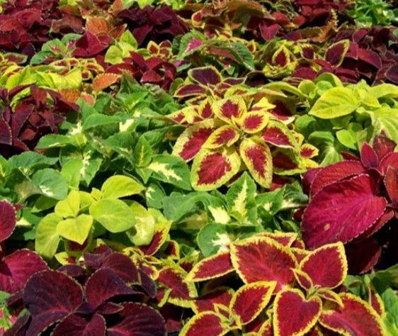 Coleus - 4 cell pack