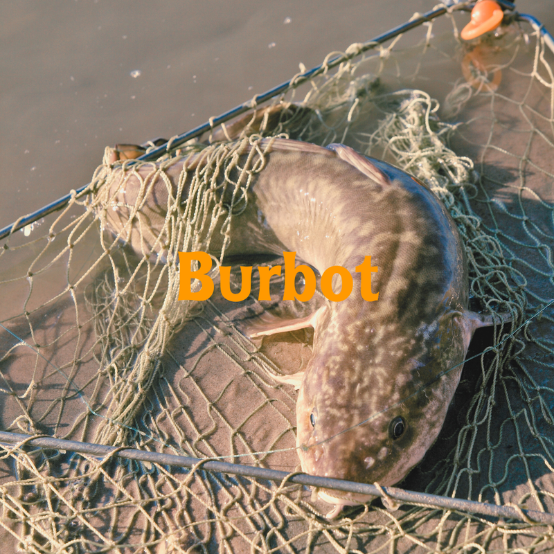 Burbot Fishing Gear & Tackle | B&J Sporting Goods