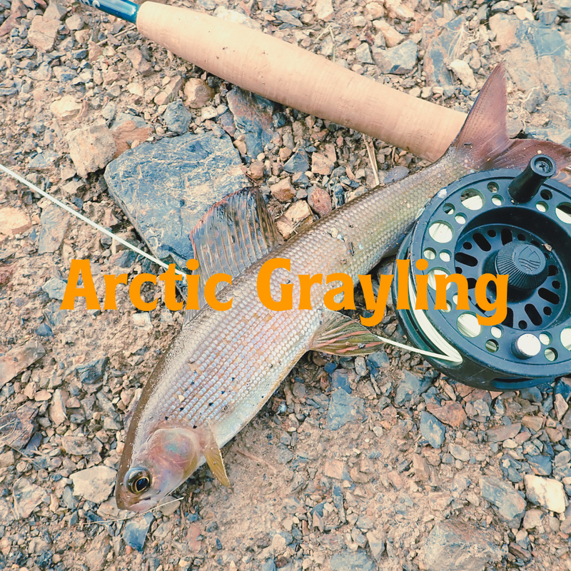Arctic Grayling Fishing Gear & Equipment | B&J Sporting Goods