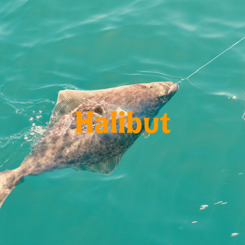 Halibut Fishing Gear & Equipment | B&J Sporting Goods