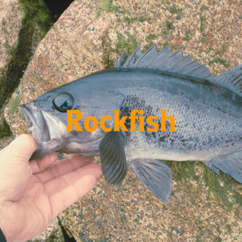 Discover Rockfish Fishing Gear | B&J Sporting Goods