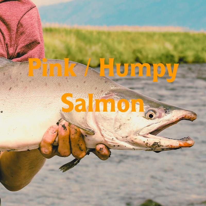 Quality Pink Salmon Fishing Gear | B&J Sporting Goods