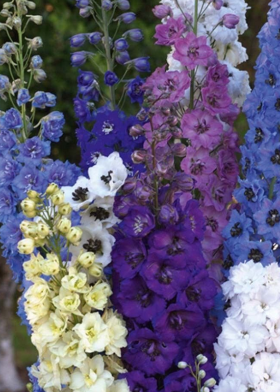 Delphinium Pacific Giant Mix-48 Plugs
