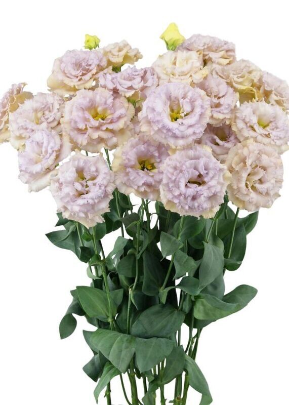 Lisianthus Blue Chateau