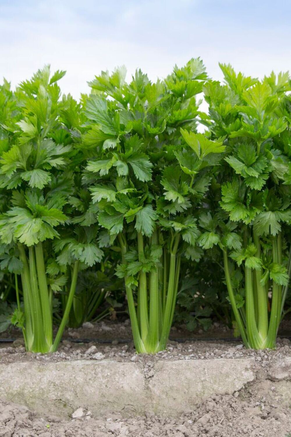 Celery
