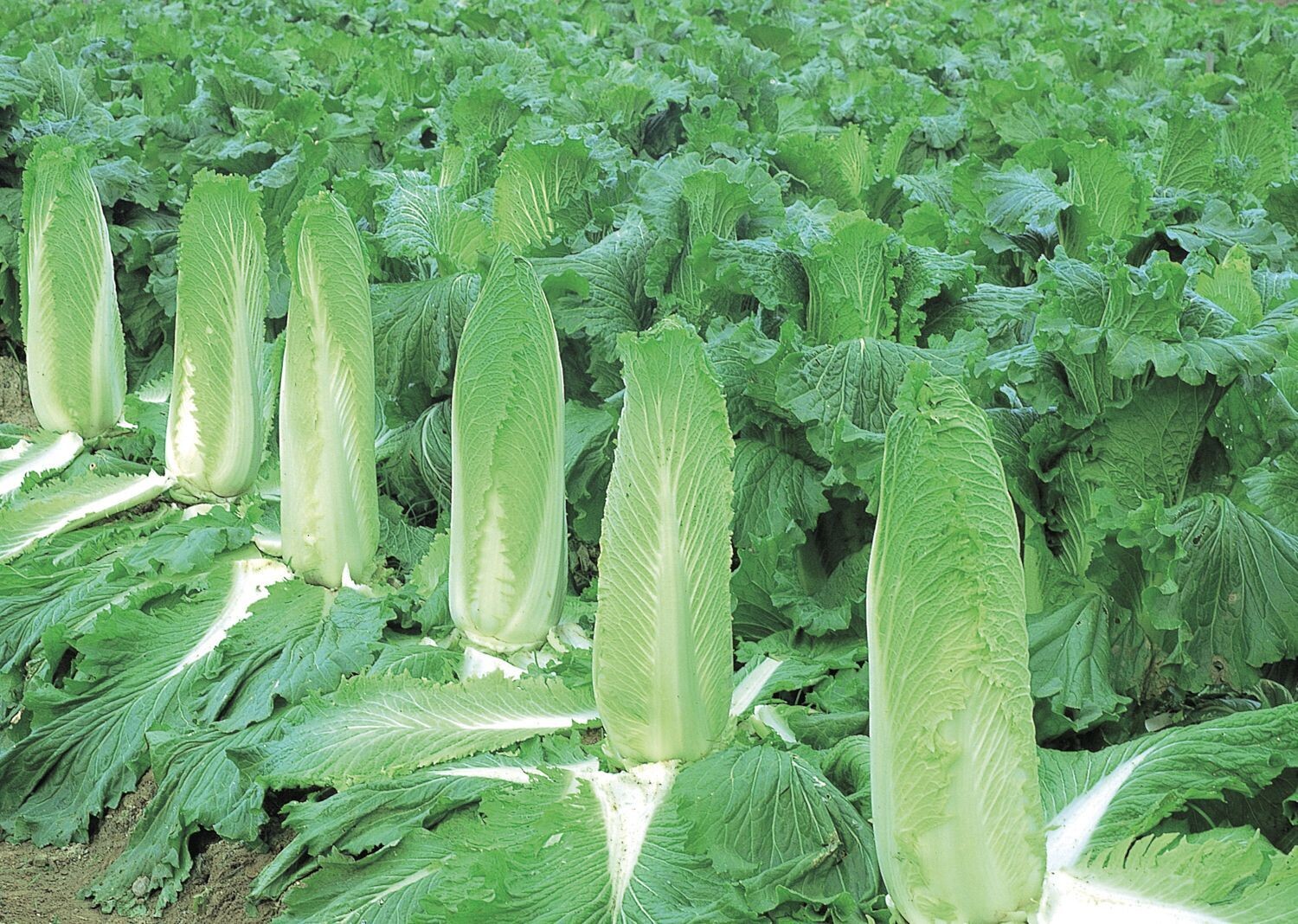 Chinese cabbage