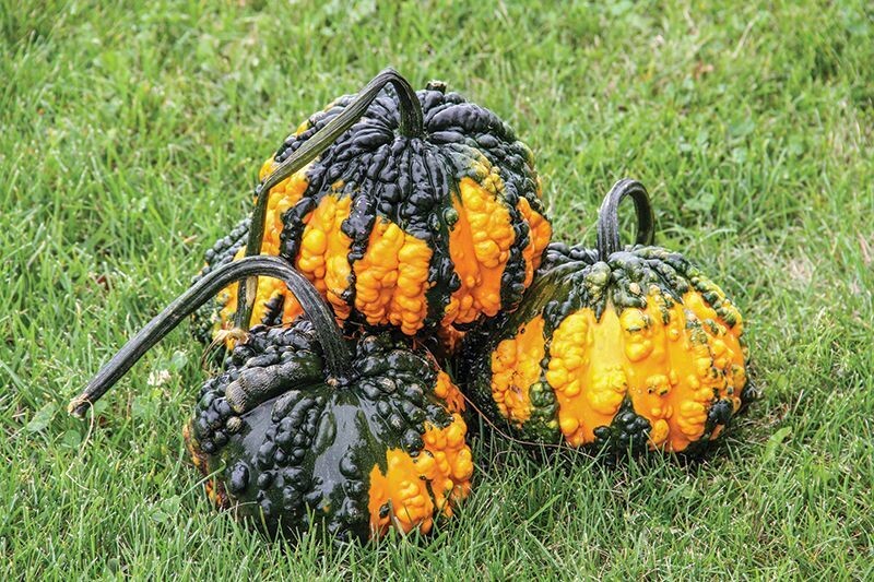 Squash, ornamental