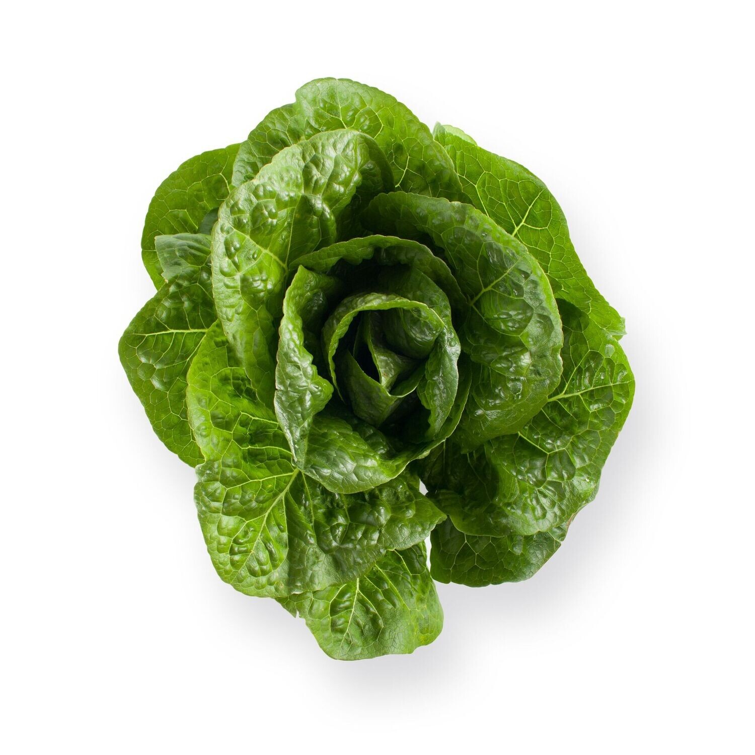 Lettuce