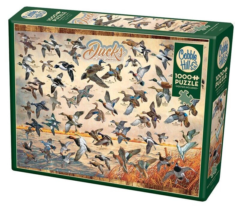1000pc: Ducks of North America