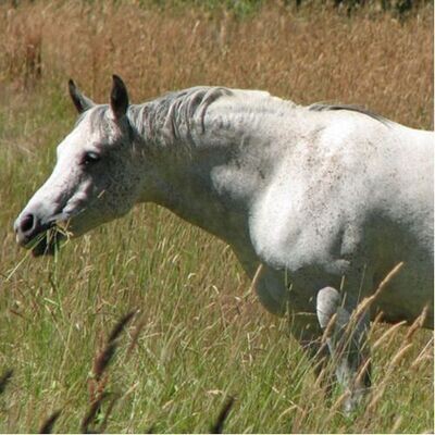 EMS/IR - The Metabolic Horse