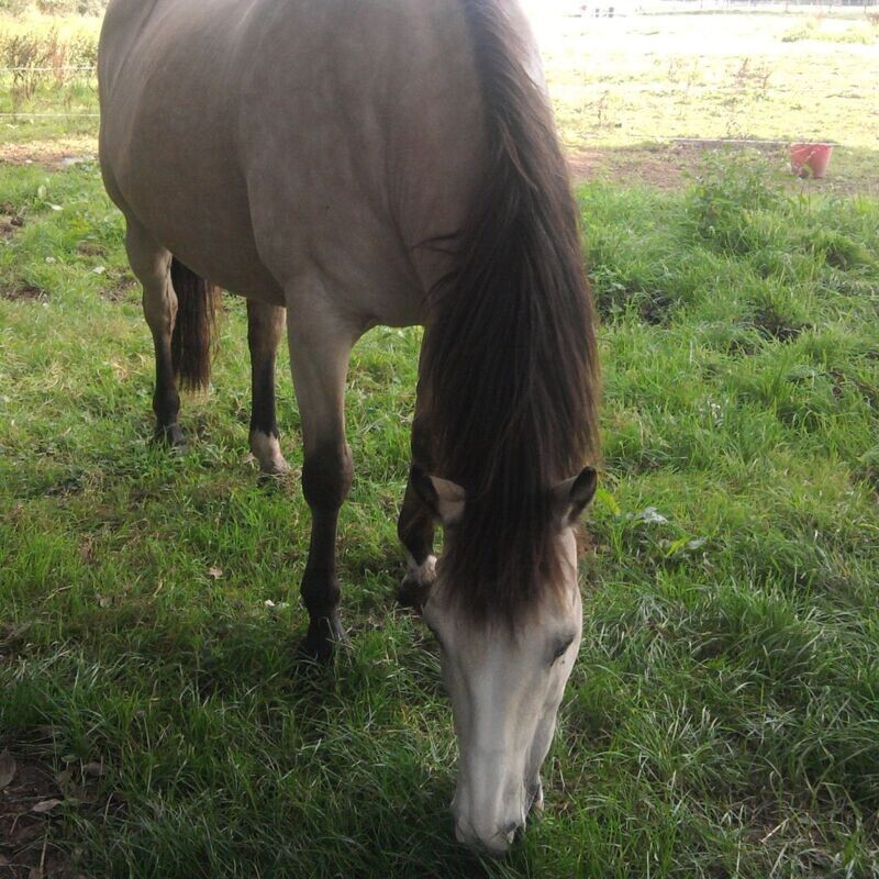 Horse Health Supplements | EquiNatural