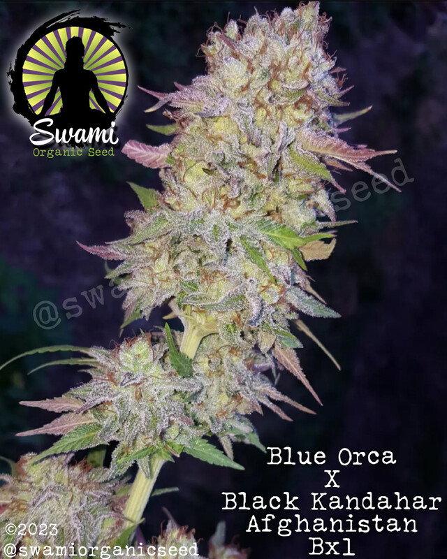 Blue Orca/Black Kandahar Afghani Bx1