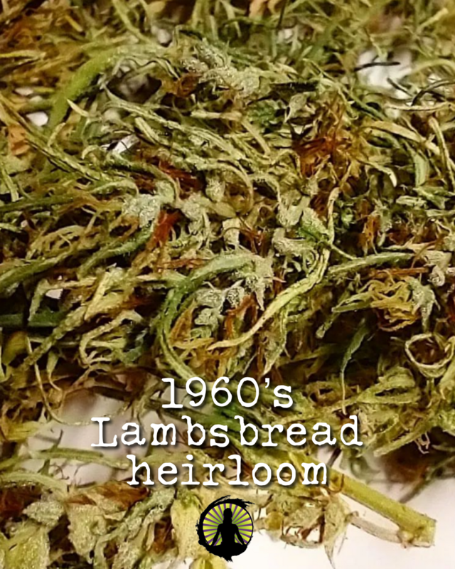 1960's Vibes Collective Lambsbread Heirloom
