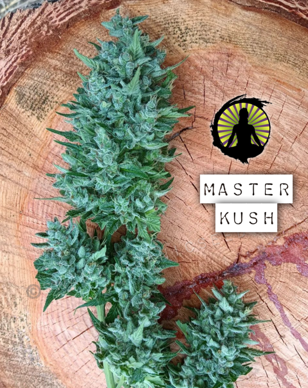 Master Kush x Deep Chunk/Turkish Gummy