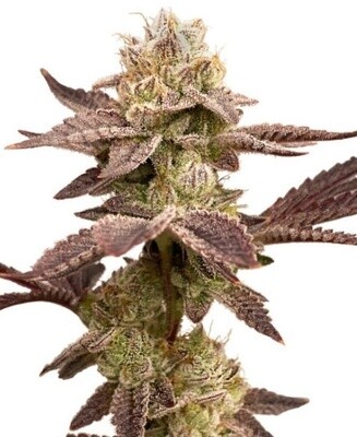 Elev8 Seed Company Cannabis Seeds | Buy Weed Seeds Online USA