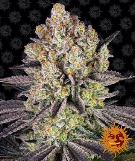 Runtz Seeds - Barney's Farm