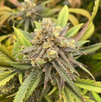 Minnesota Made THC + CBD Products