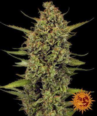 Minnesota Made THC + CBD Products