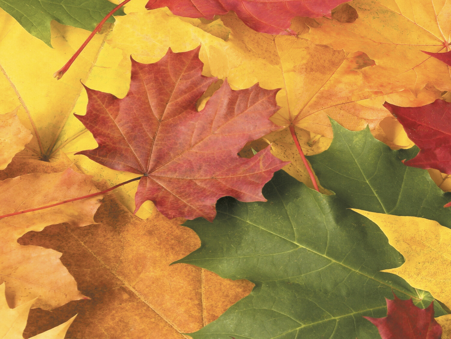 Fall Candles by Aunt Sadie's Candles