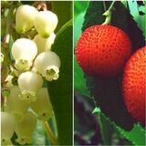 Planta de Arbutus Unedo – Madroño. Frutos comestibles