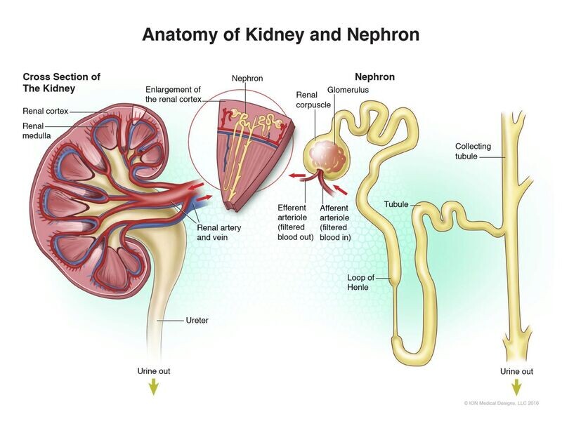 Normal Anatomy of the Kidney and Nephron