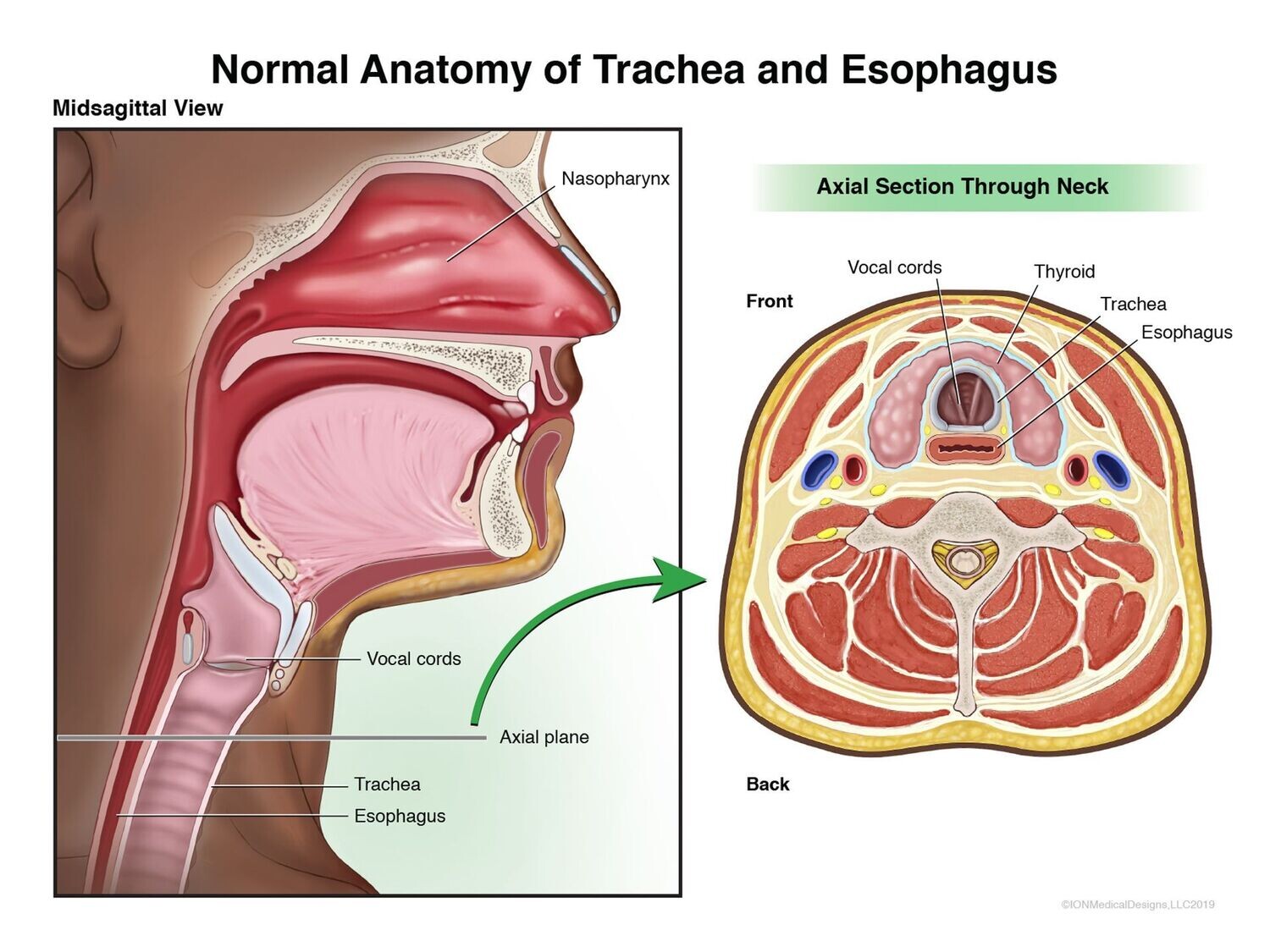Esophagus And Trachea Diagram The Esophagus: Anatomy And 3D