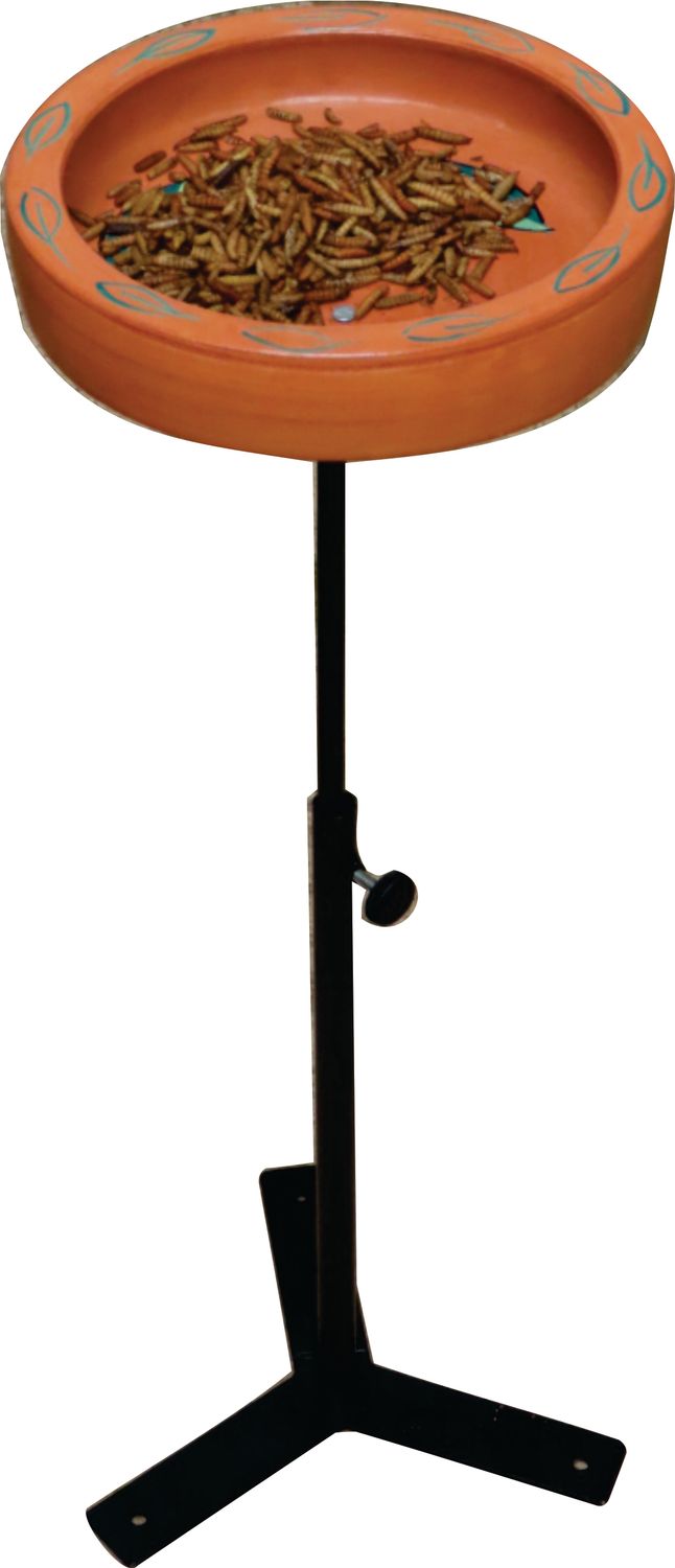 Robin Scratch Patch with 100g Luv Bugs - Store - Beaks and Feathers