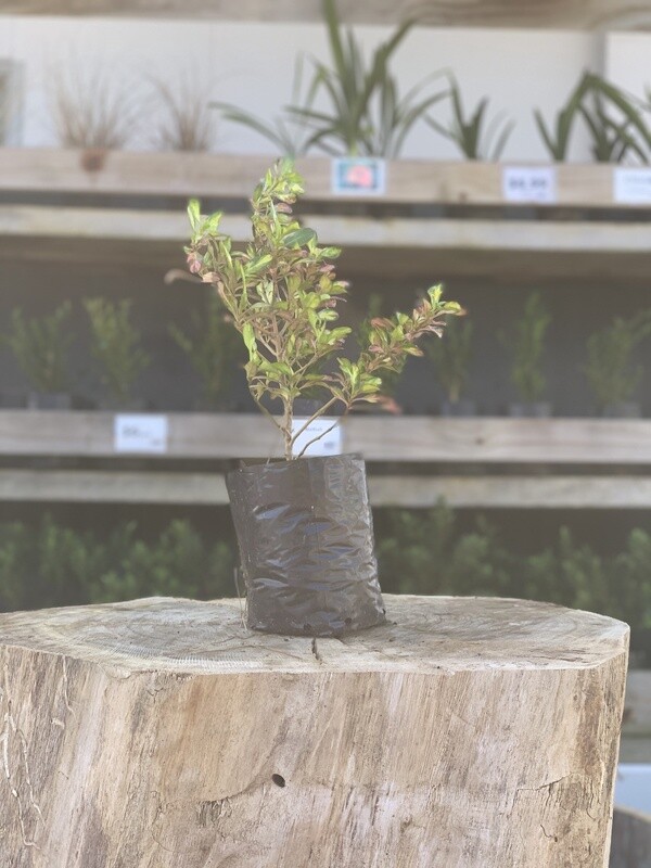 Plants - ONLINE SHOP - The Landscape Supply Yard