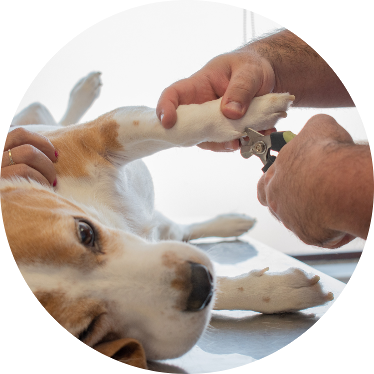 Ear & Nail Care