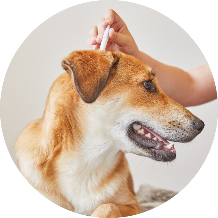 Flea & Worming Treatments