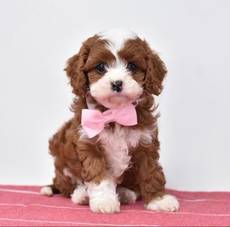 Lovable Cavapoo Puppies