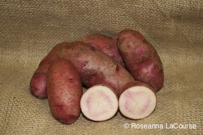 Conventional Red Thumb Fingerling Seed Potatoes | The Maine Potato Lady ...
