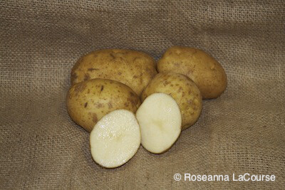 Savor the First Harvest: Early Potatoes from The Maine Potato Lady ...