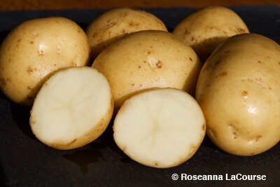 Eva Seed Potato | Mid Season Seed Potatoes | The Maine Potato Lady ...