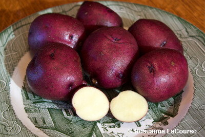Purple Sun Seed Potato | Mid Season Seed Potatoes | The Maine Potato ...