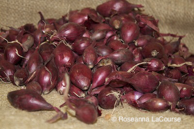 Red Baron Onion Sets | Premium Sets for Exceptional Harvests | The ...