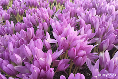 Colchicum Crocus Splendor | The Maine Potato Lady's Unique Bulb ...